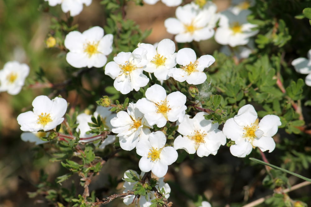 10 White Bloodroot Sanguinaria Canadensis Shade Ground Cover Flower ...