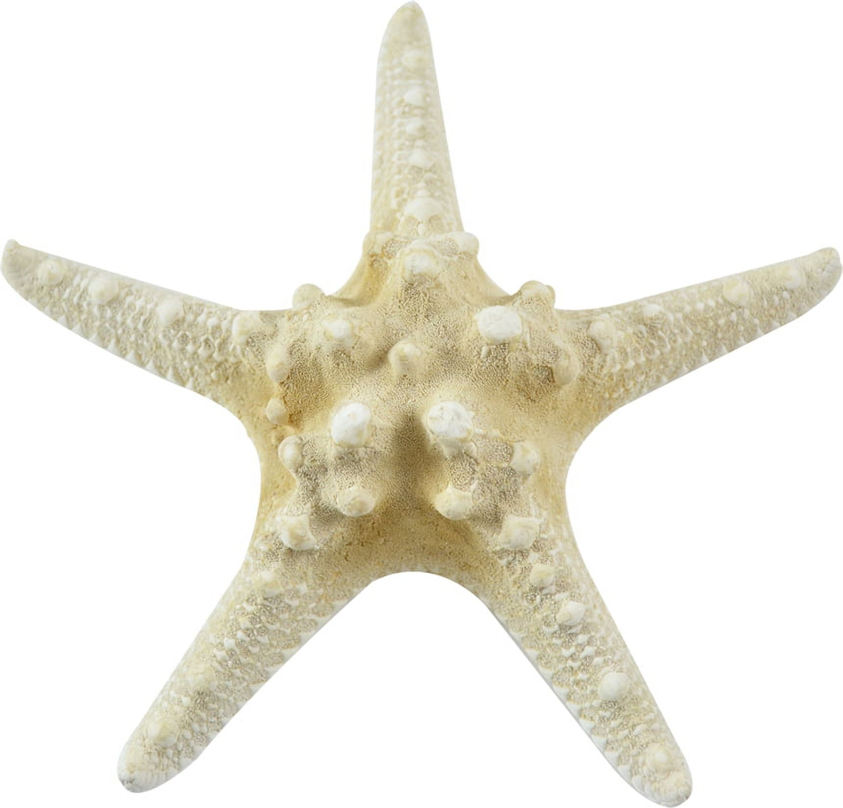 10 White Knobby Large Starfish Armoured Sea Star Shells Craft 4-6" (Set ...