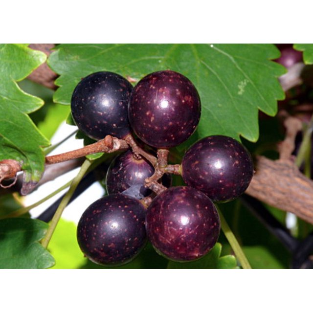 10 Wild Purple Grape Muscadine vine cuttings scion rooting known grape ...