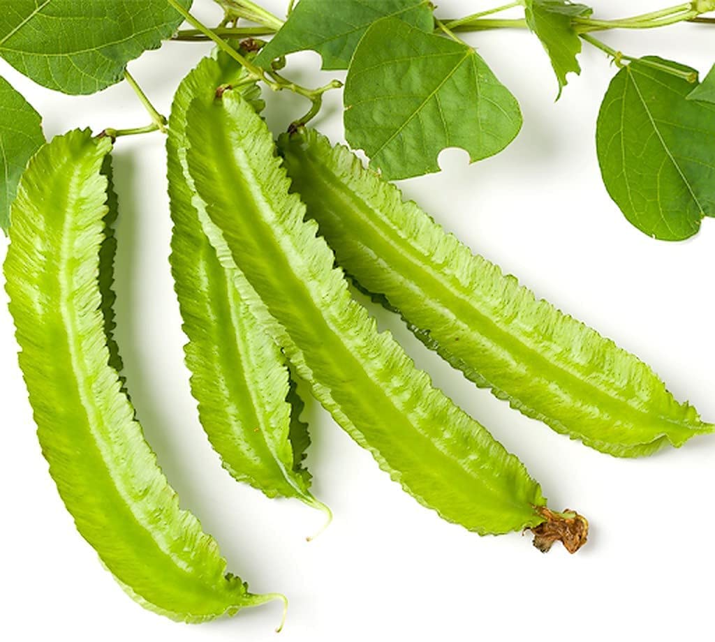 10 Winged Bean Seeds for Planting - Easy to Grow Exotic Asian Winged ...