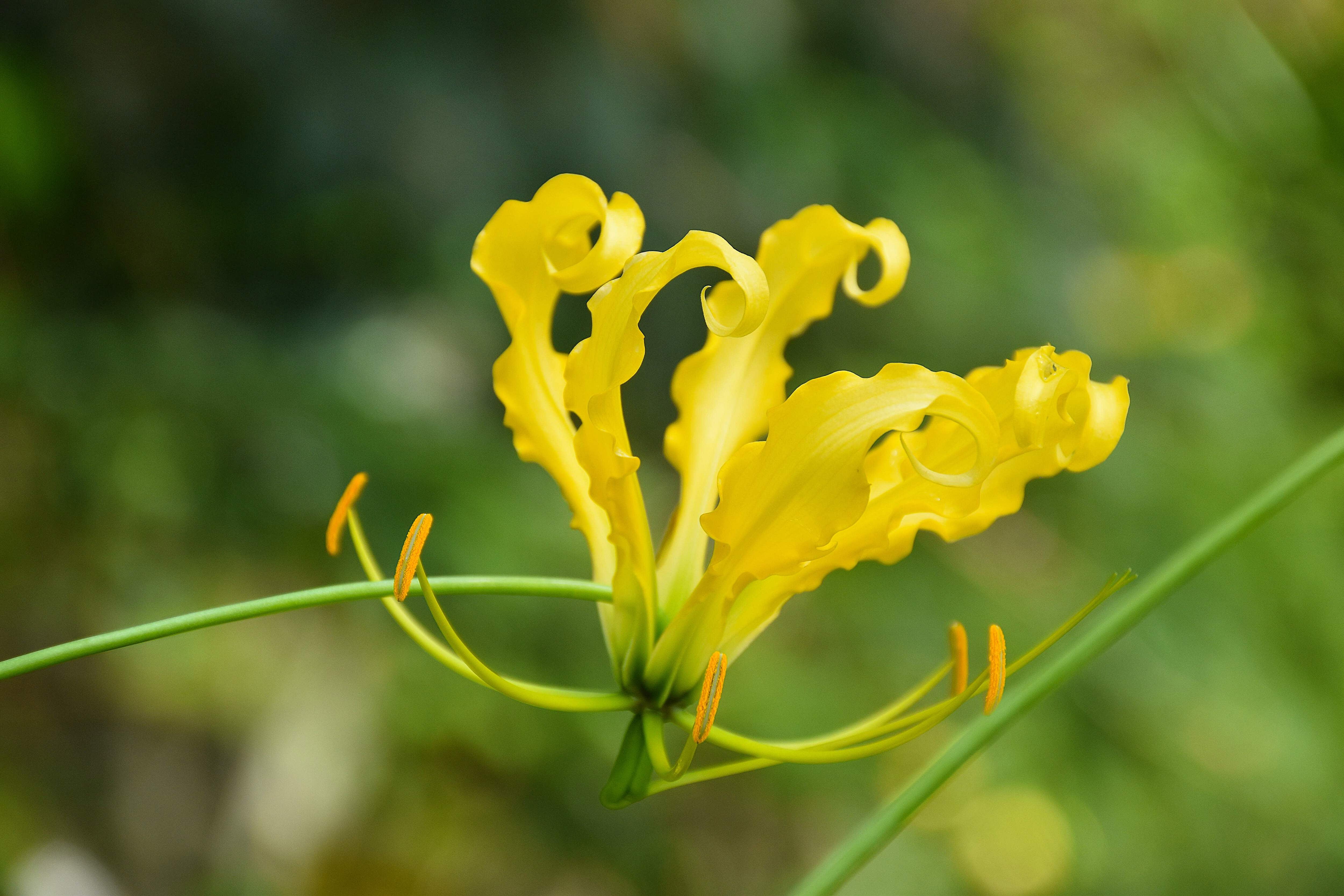 10 YELLOW GLORIOSA LILY Flame Lily Gloriosa Lutea Flower Vine Seeds ...