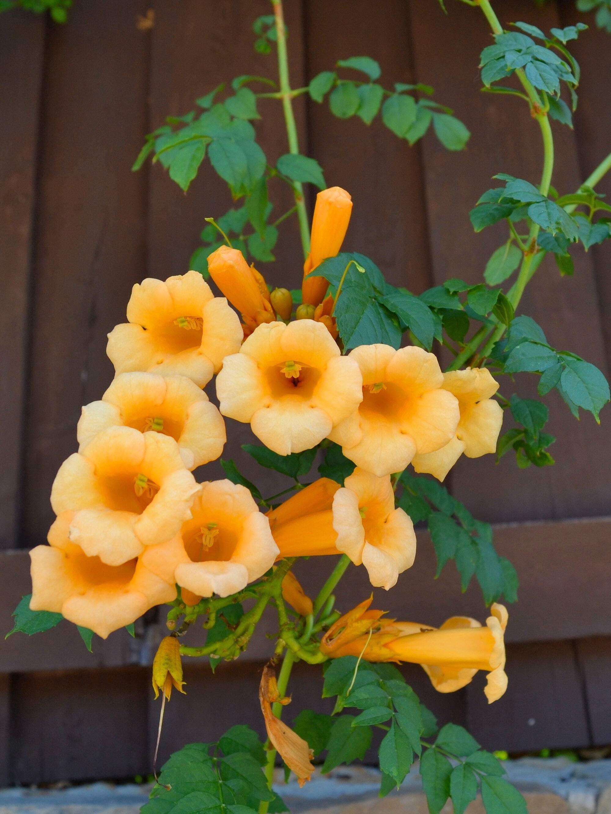 10 YELLOW HUMMINGBIRD TRUMPET Vine Flower Campsis Radicans Flava ...