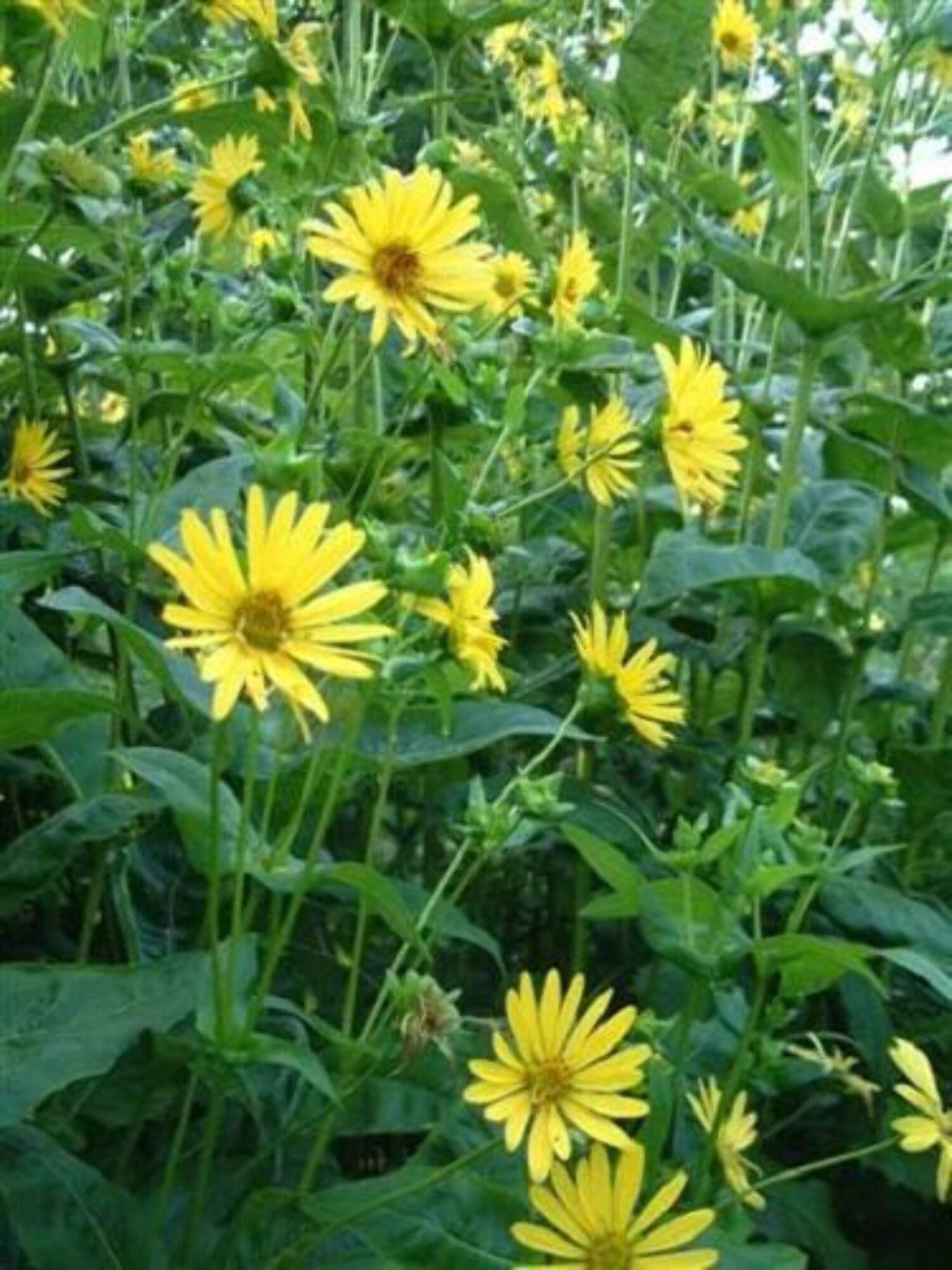 10 Yellow COMPASS PLANT Silphium Laciniatum Prairie Compassplant 4" Flower Seeds - Walmart.com