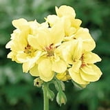 10 Yellow Geranium Seeds Perennial Flowers Seed Bloom Flower 175 US ...
