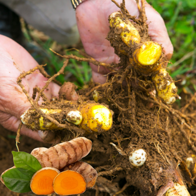 10 Yellow Turmeric Roots for Planting, Curcuma Turmeric Rhizomes, Live ...