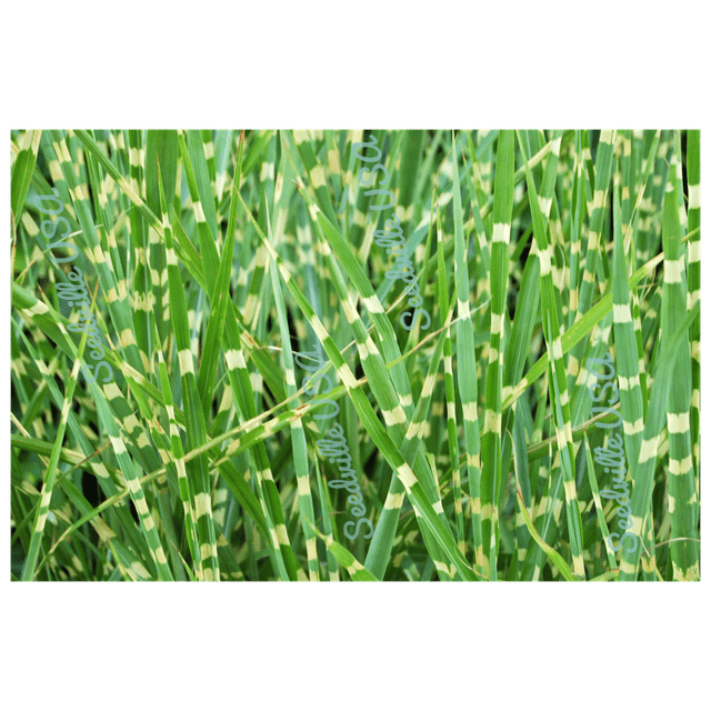 10 Zebra Grass Variegated Maiden Grass Miscanthus Sinensis Zebrinus Seeds