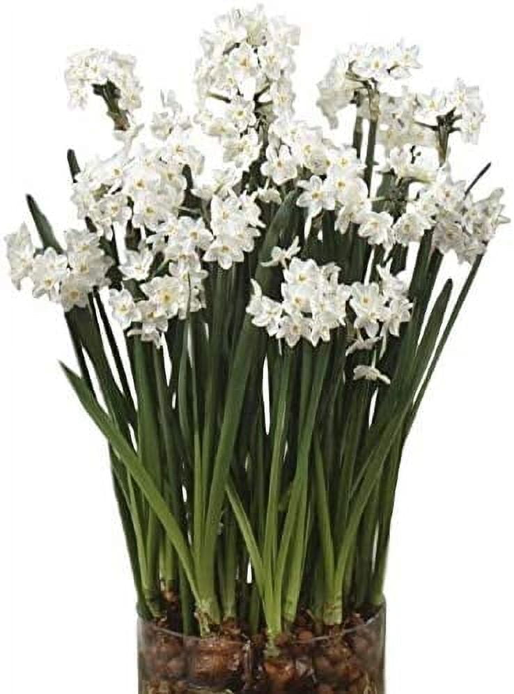 10 Ziva Paperwhite Bulbs - Fast Flowering Indoor Blooms - Largest Bulbs ...