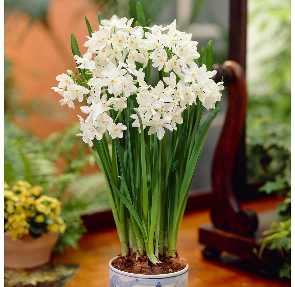 10 'Ziva' Paperwhites Flower Bulbs 14/15cm Bulbs - Walmart.com