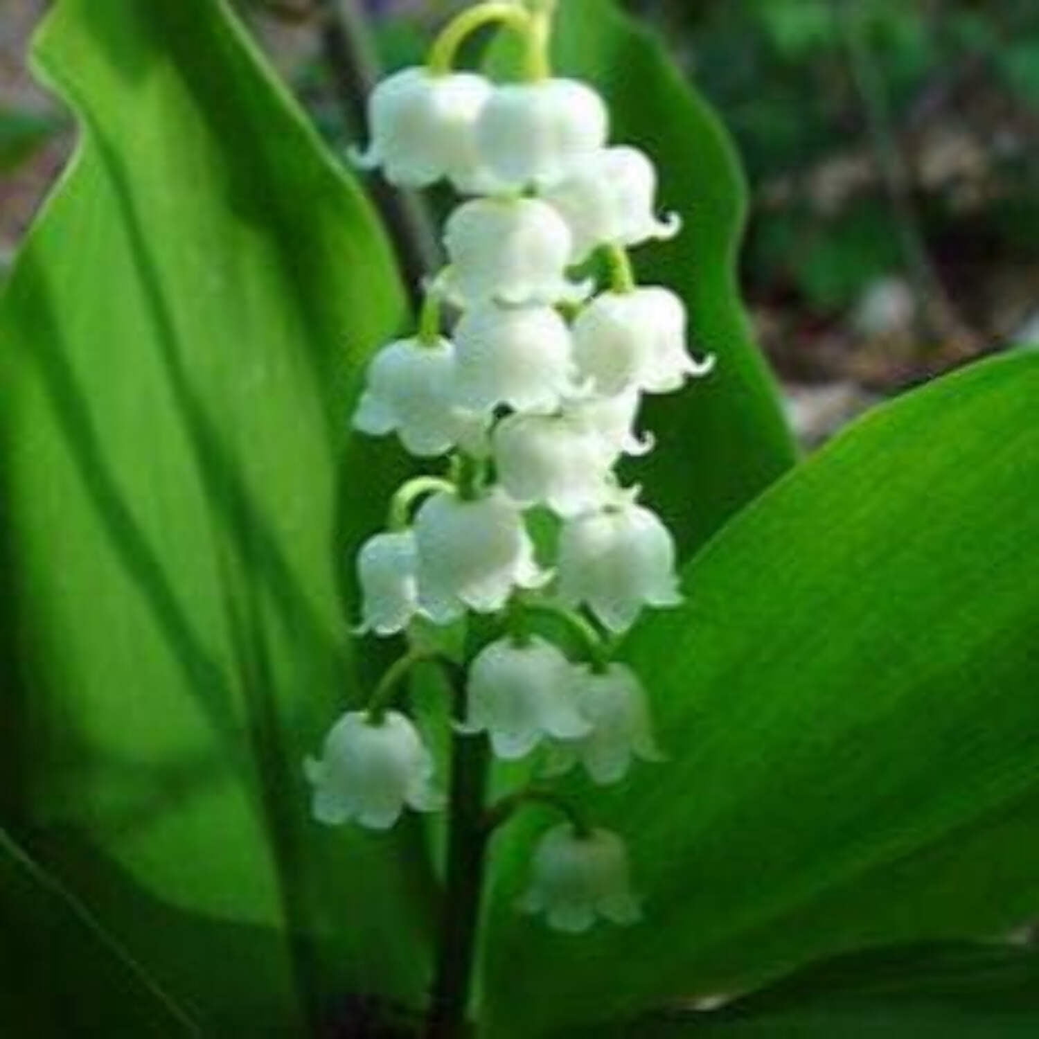 Steep Hill Garden Lily of the Valley - Fragrant Spring Blooms, Shade ...