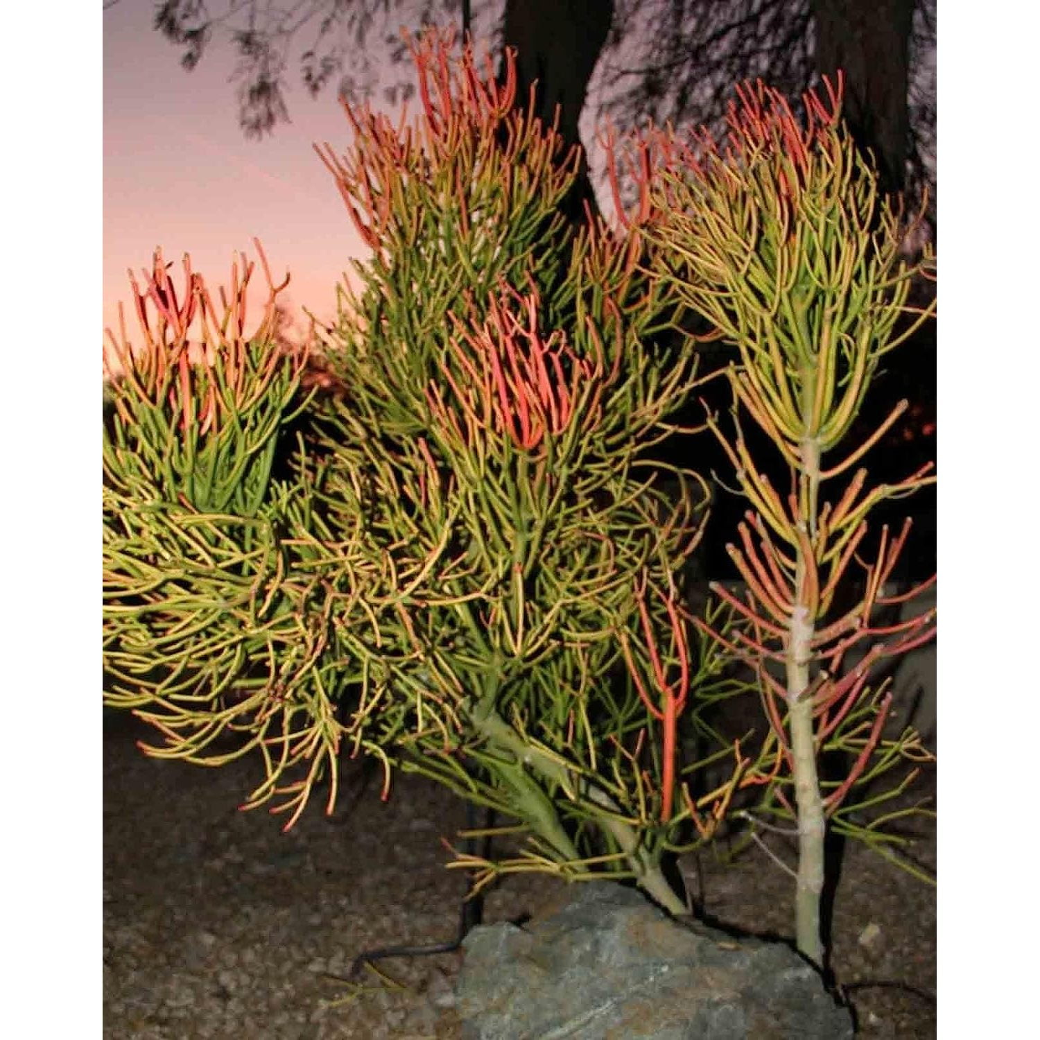 10 cuttings Pencil Cactus Euphorbia Tirucalli Sticks on Fire Succulent ...