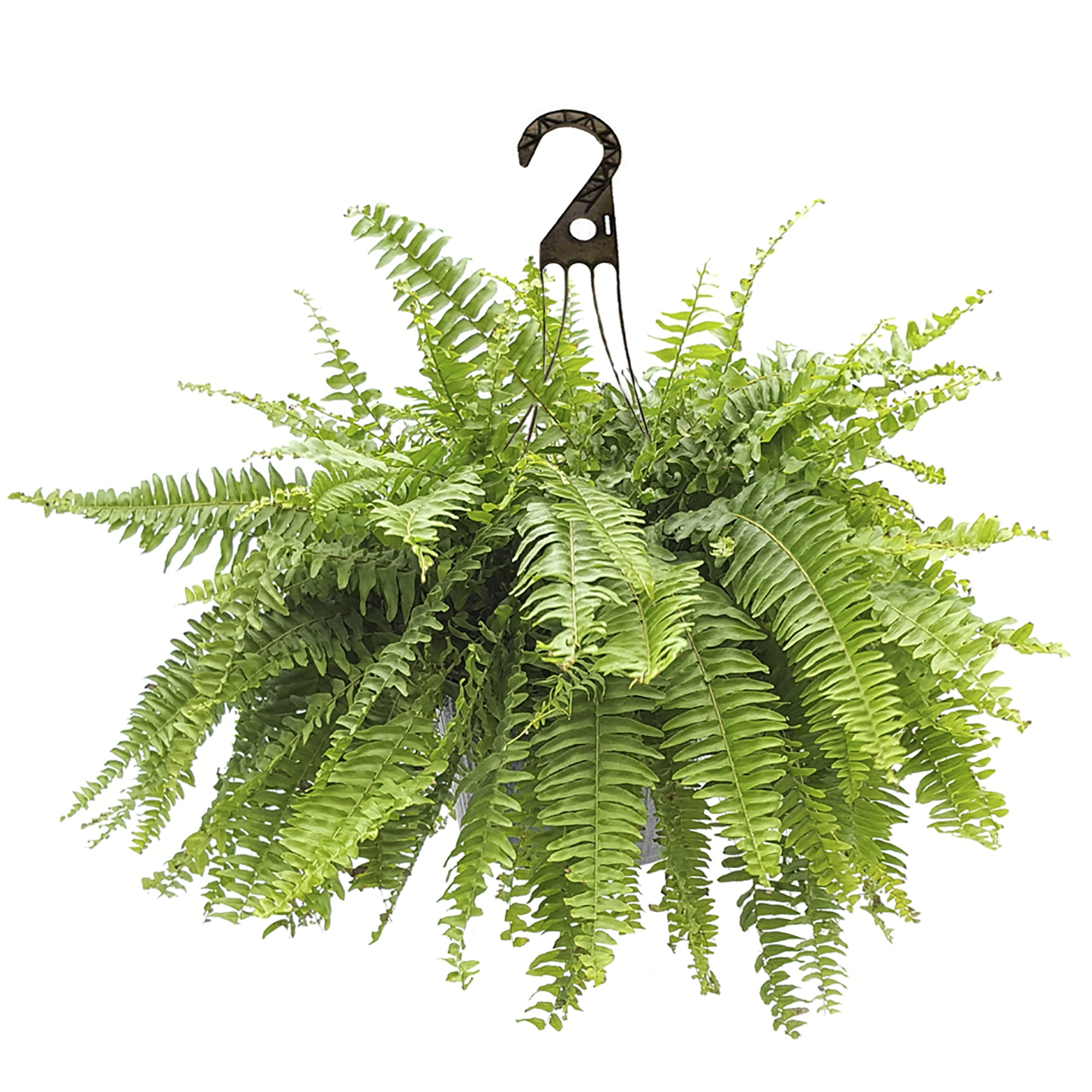 10 in Boston Fern Hanging Basket Live Plant - Walmart.com