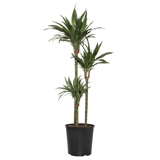 10 in. Dracaena Janet Craig Compacta 3-2-1 - Walmart.com