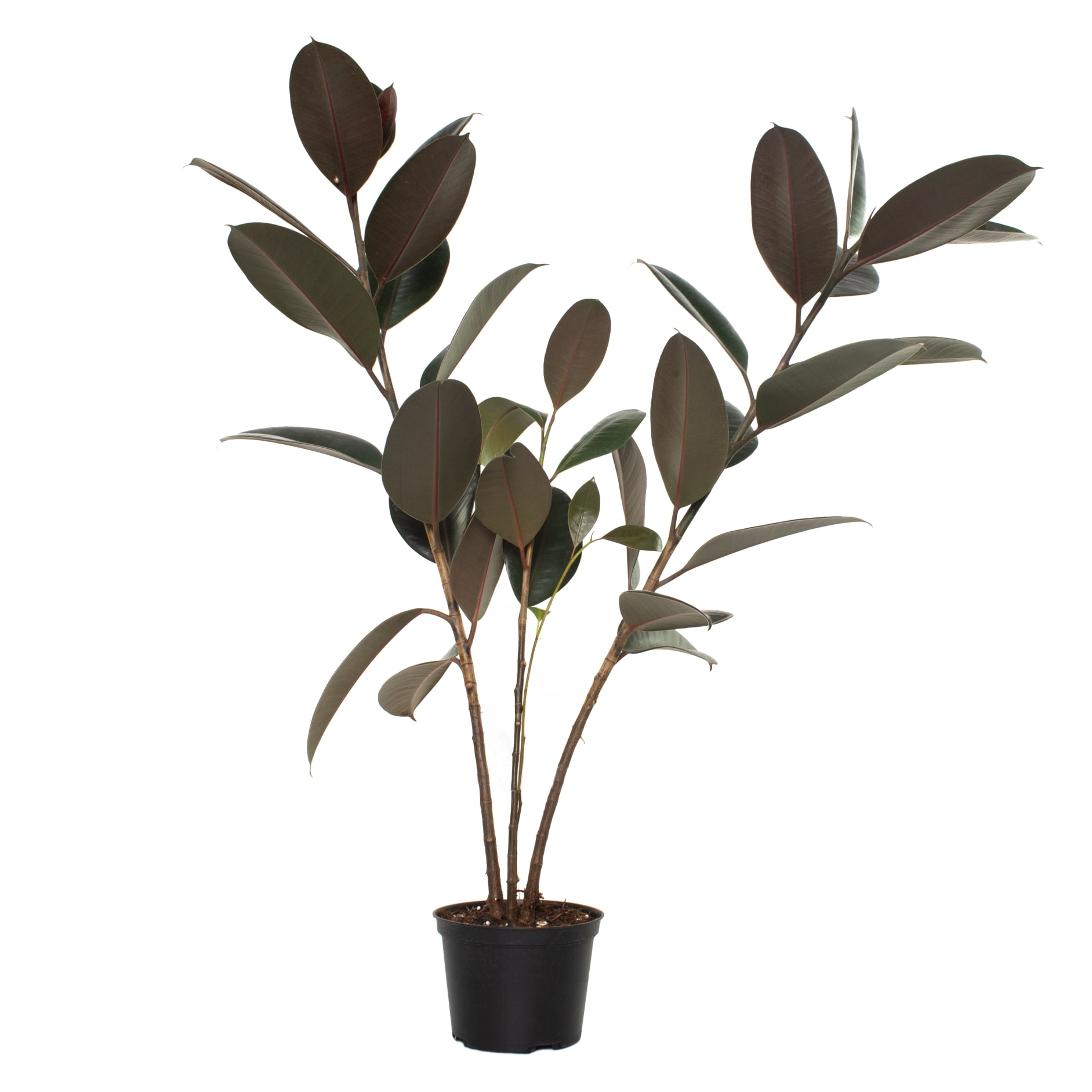 10 in. Ficus Burgundy Live Houseplant with Bright Indirect Sunlight-1 ...