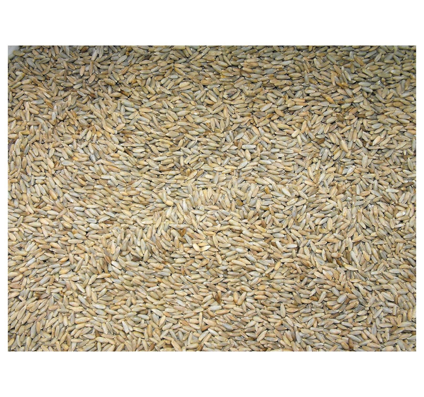 10 lb Cereal Rye Grain Seeds Open Pollinated Cover Crop Forage Deer ...