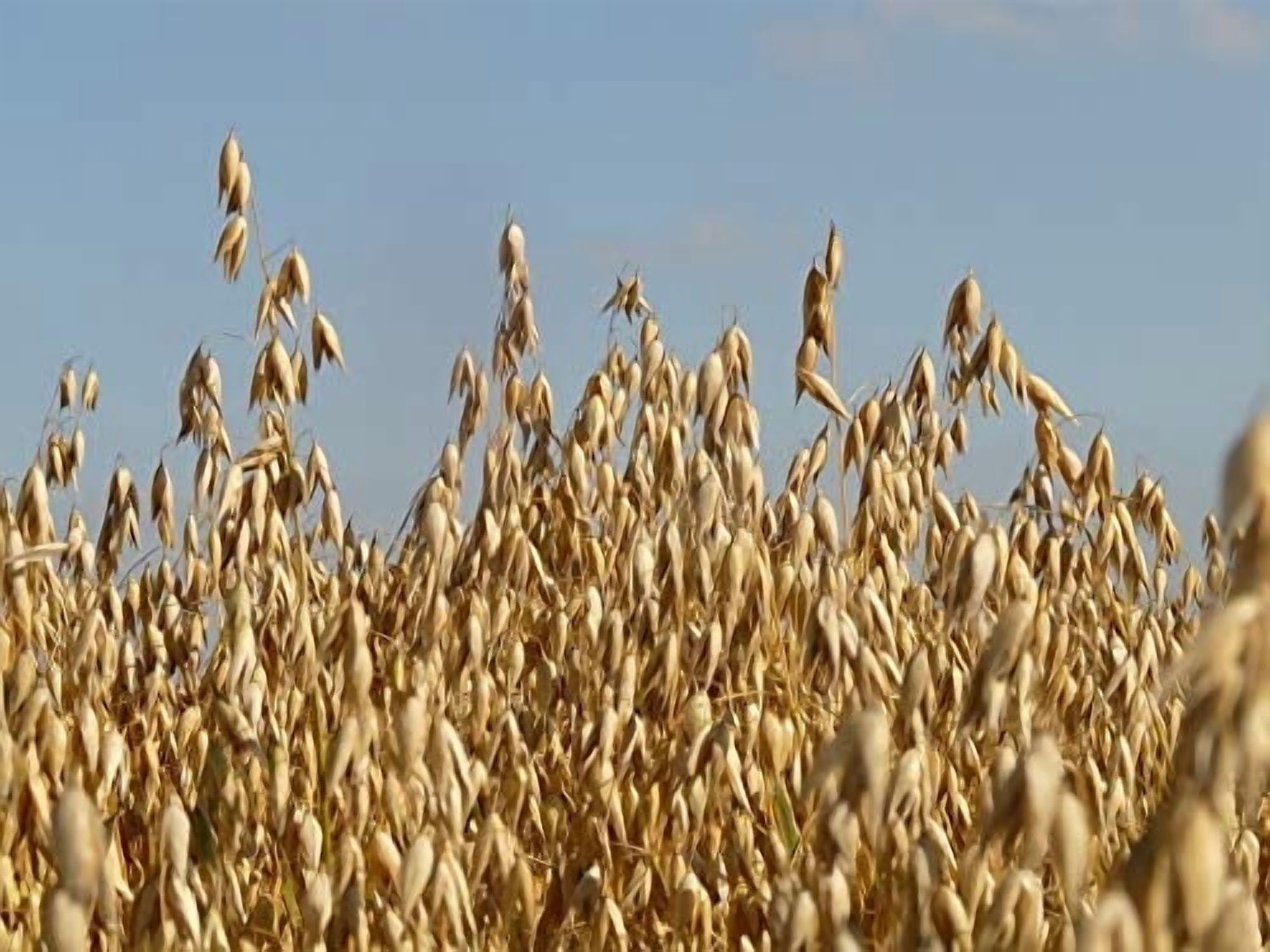 10 lb Whole Oat Seeds, Wildlife, Deer, Food Plot, Cover Crop - Walmart.com