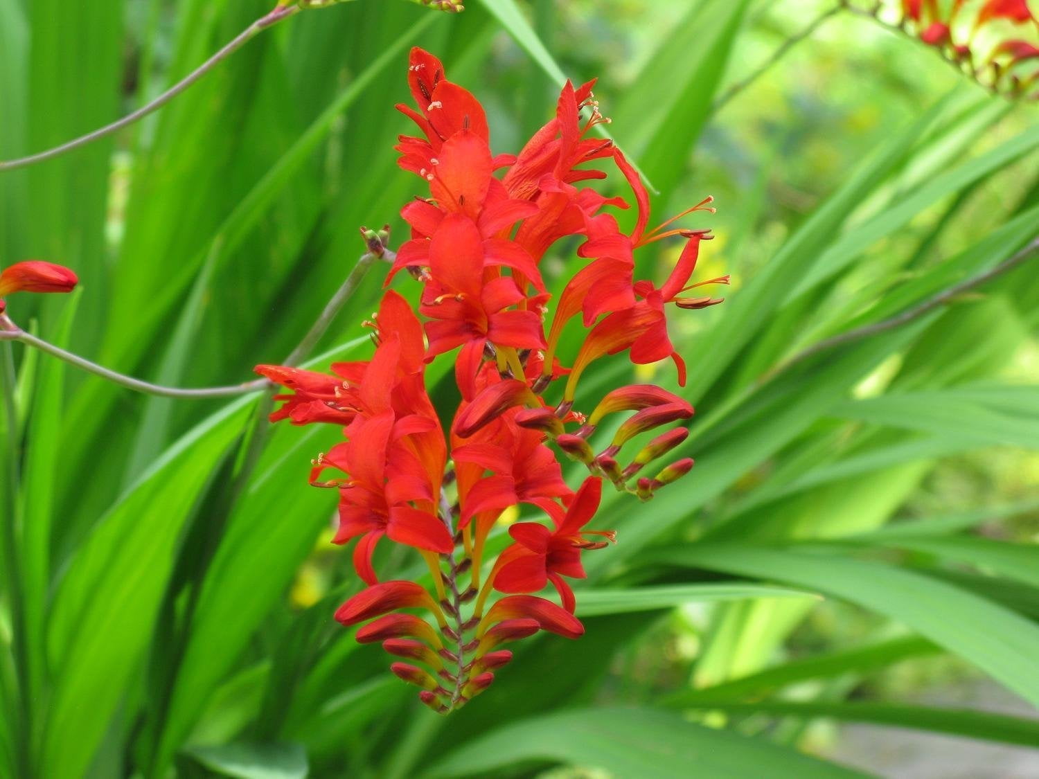 10 roots bulbs Crocosmia Lucifer plant flower Hummingbirds love! deer ...