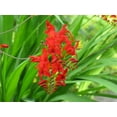 10 roots bulbs Crocosmia Lucifer plant flower Hummingbirds love! deer ...