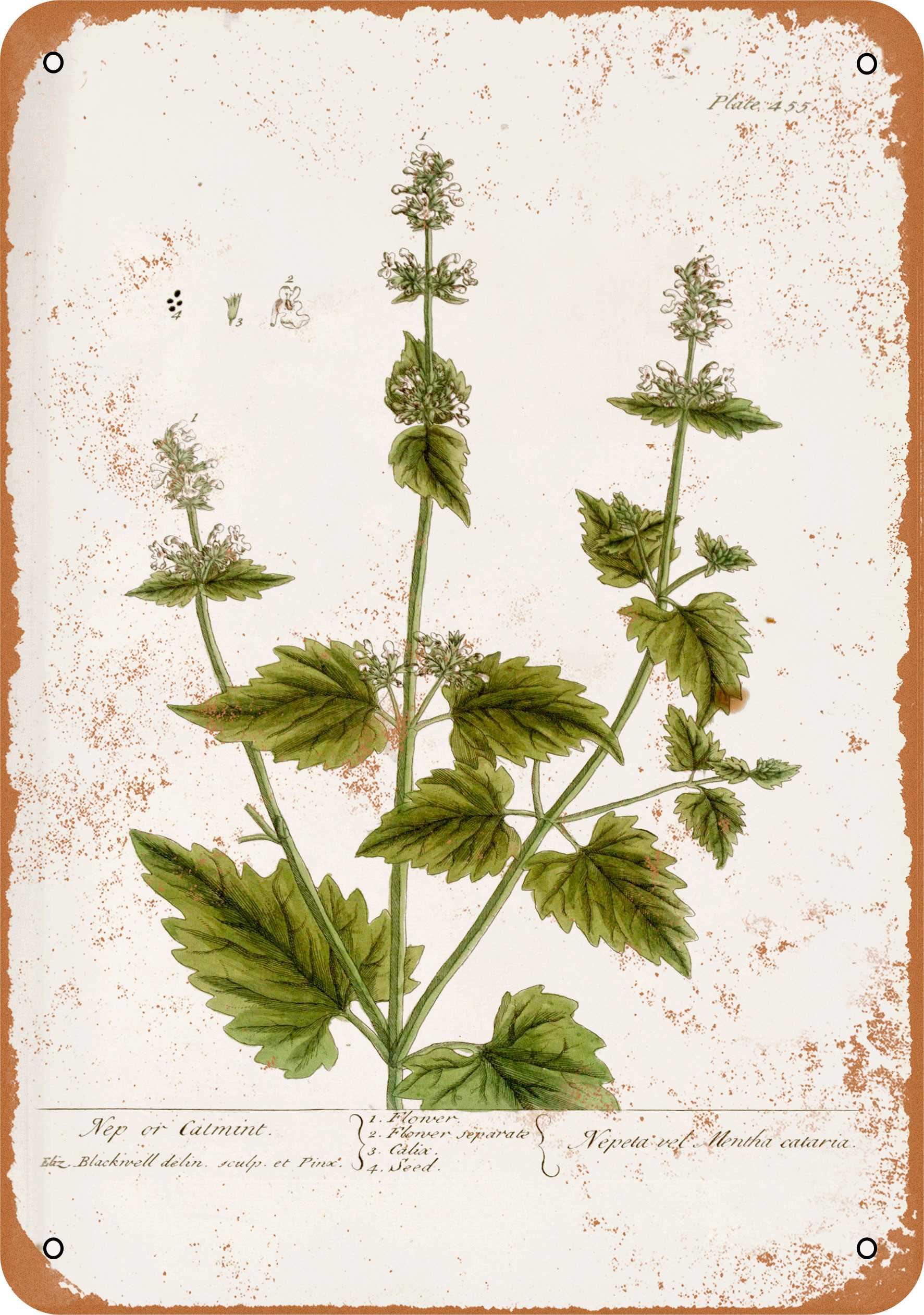 10 x 14 METAL SIGN - 1737 Catnip Botany Plate - Vintage Rusty Look ...