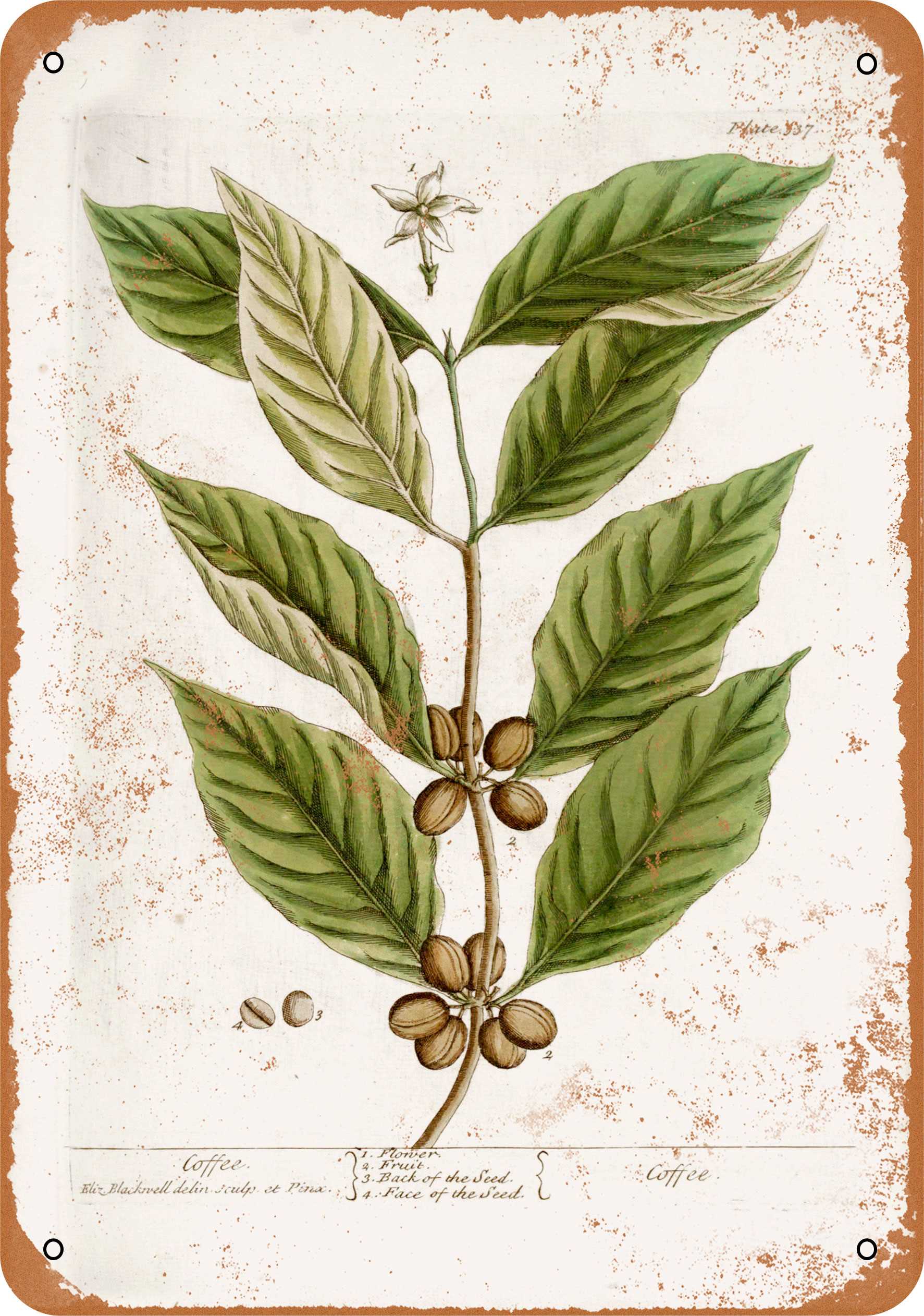 10 x 14 METAL SIGN - 1737 Coffee Botany Plate - Vintage Rusty Look ...
