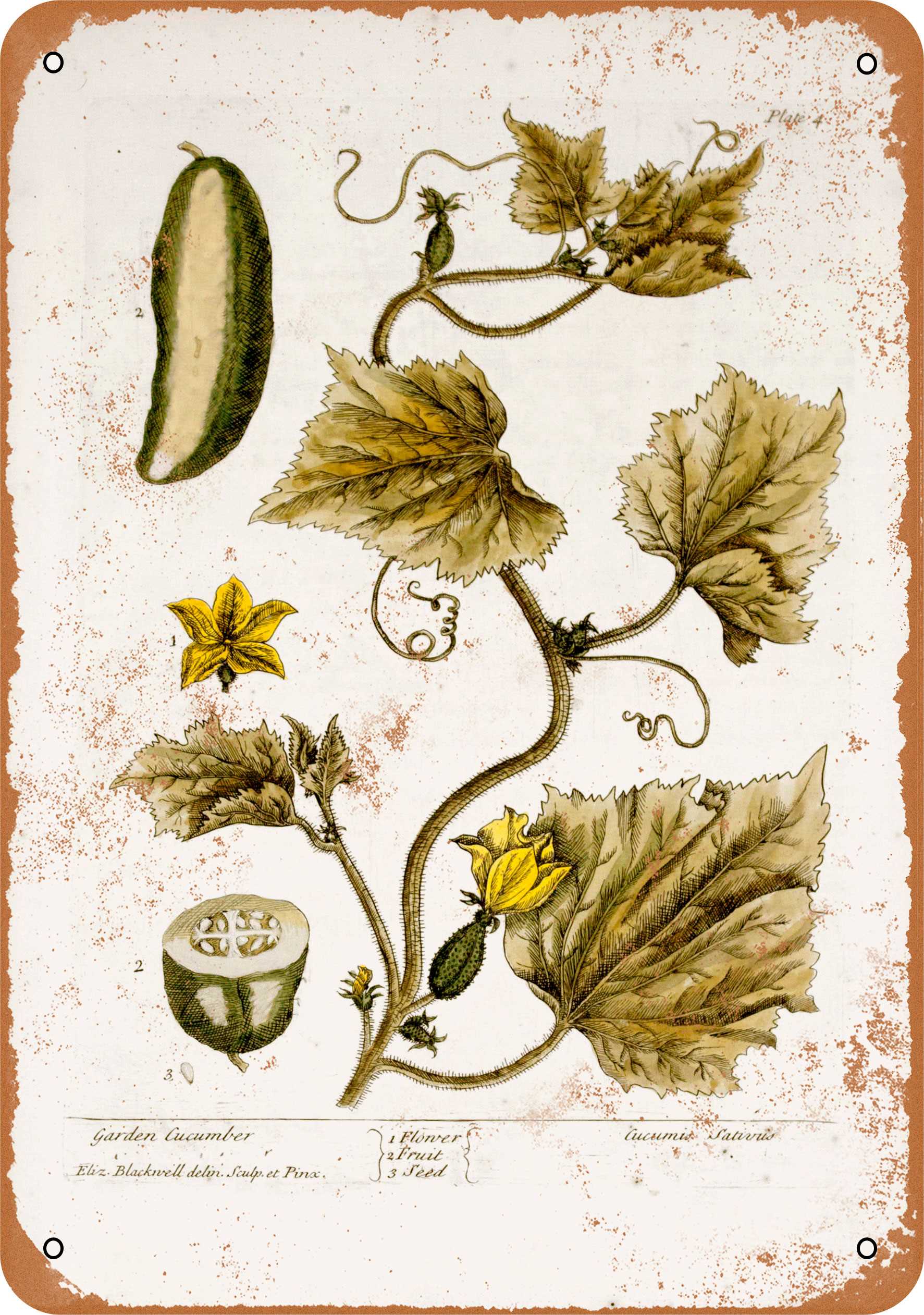 10 x 14 METAL SIGN - 1737 Cucumber Botany Plate - Vintage Rusty Look ...