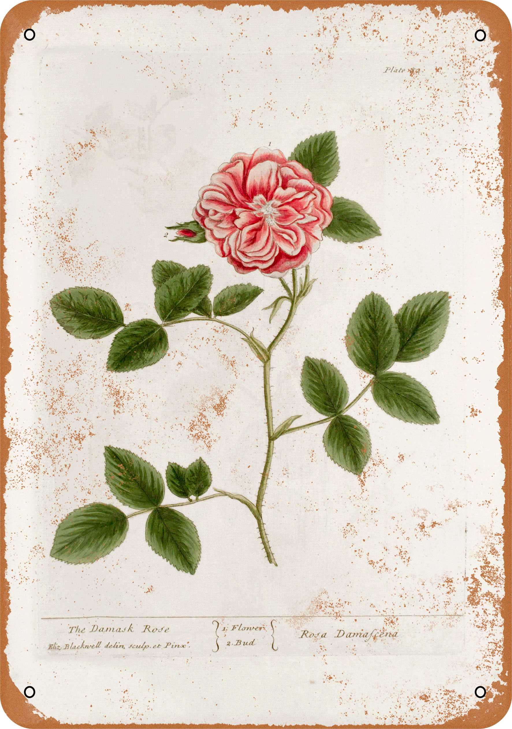 10 x 14 METAL SIGN - 1737 Rose Botany Plate - Vintage Rusty Look ...