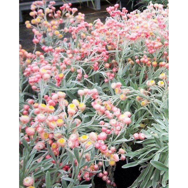 100 APRICOT & PEACH STRAWFLOWER Mix Coral Paper Daisy Helichrysum ...
