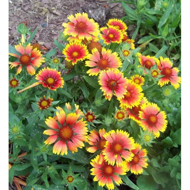 100 Seeds ARIZONA SUN GAILLARDIA Pulchella Indian Blanket Flower Seeds ...