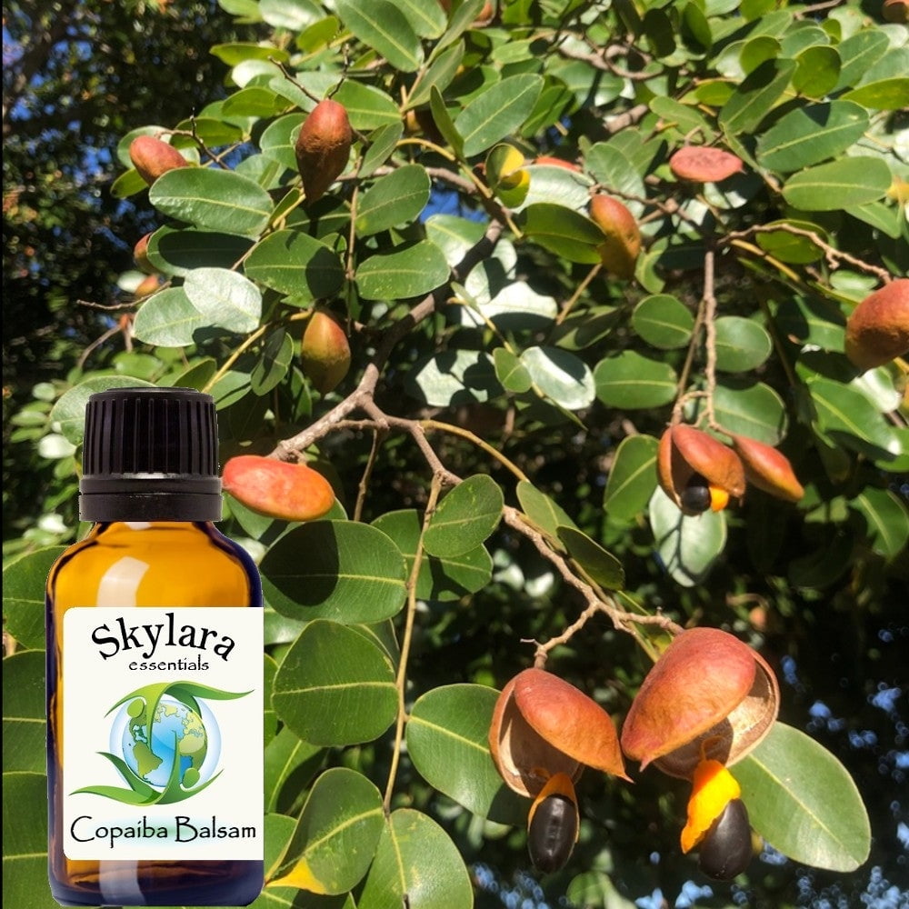 100% All Natural Copaiba Balsam Essential Oil - Walmart.com