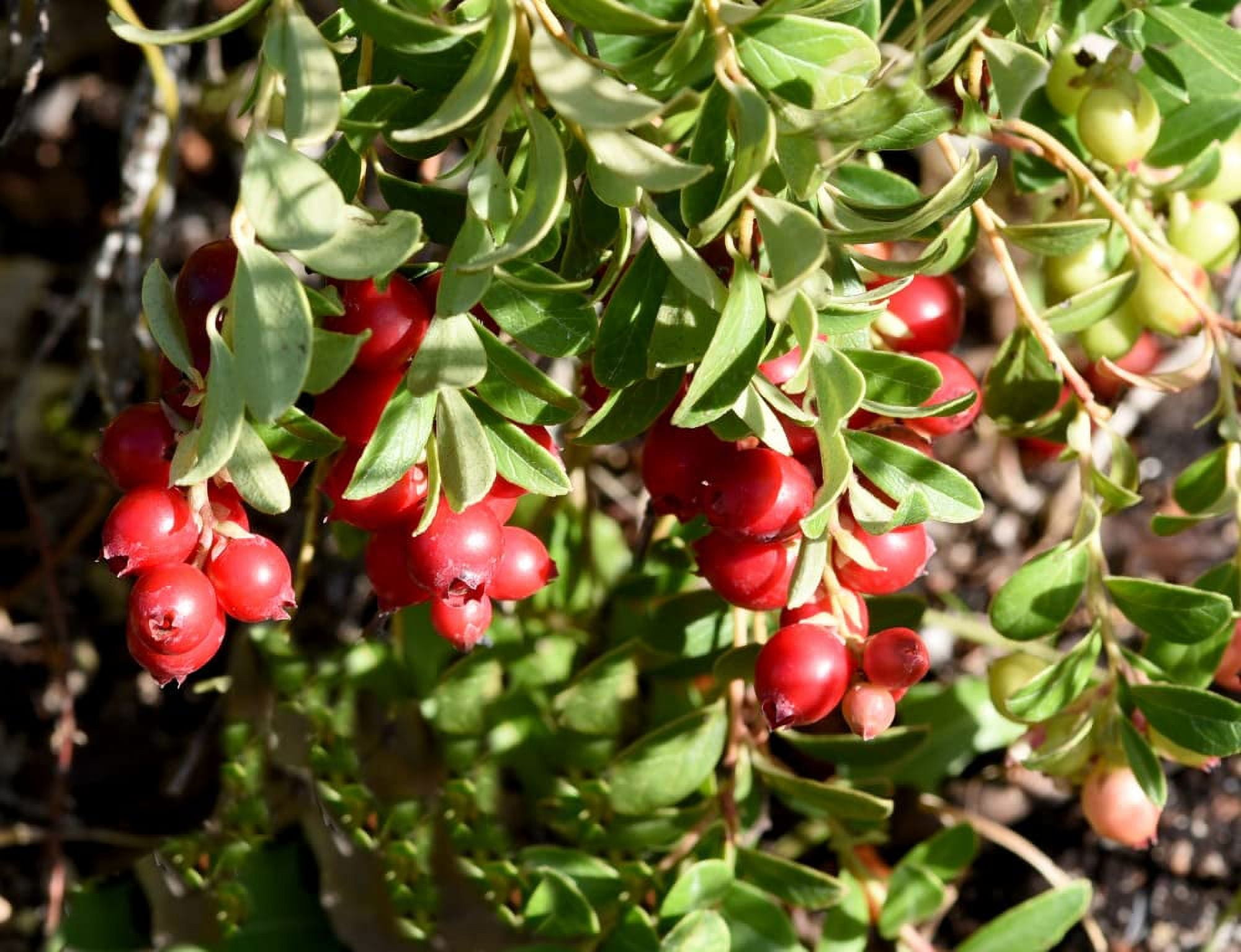 100 American Cranberry Bush Seeds for Planting - Vaccinium macrocarpon ...