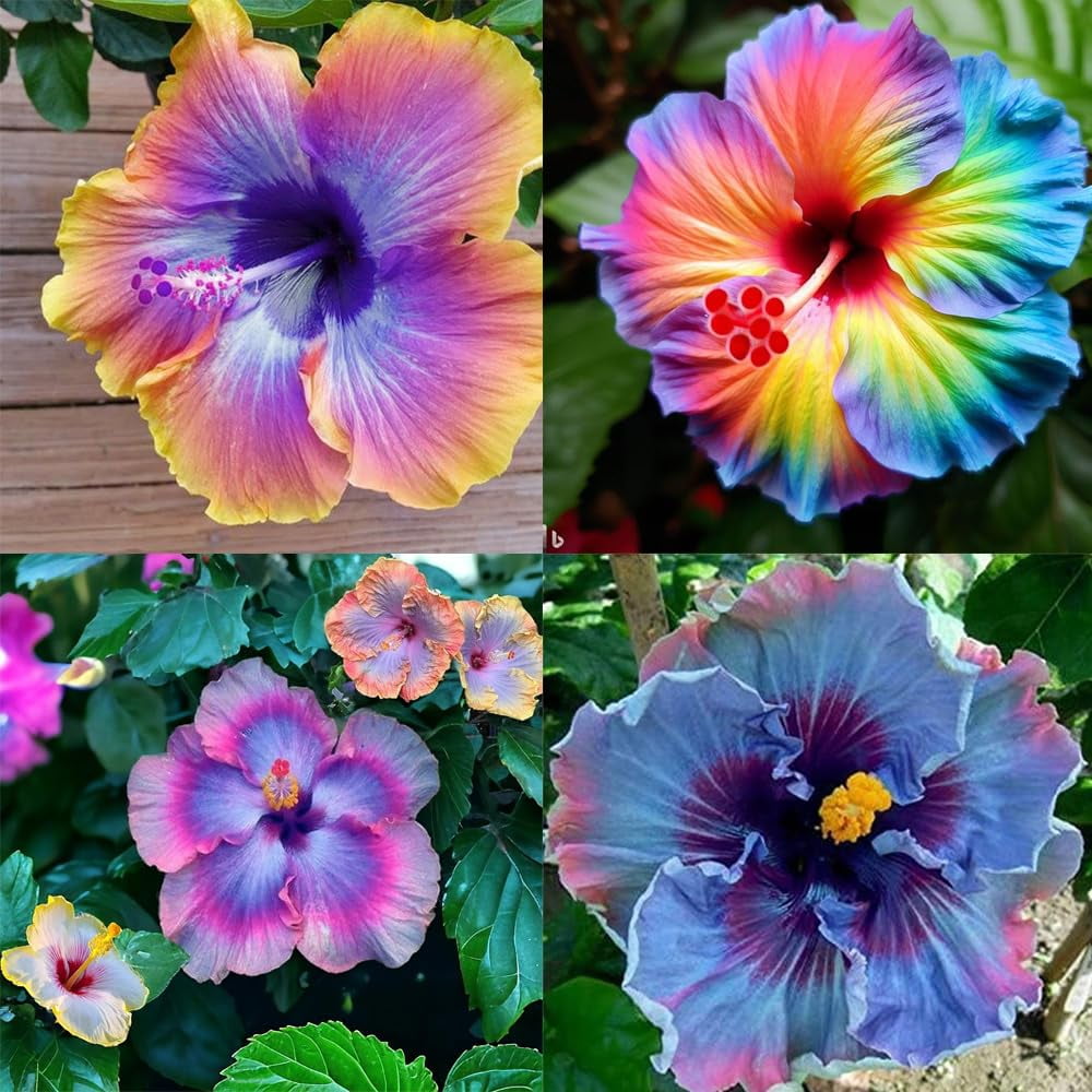 100+ Annual Mixed Hibiscus Flower for SMRPlanting Outdoor-Perennials ...