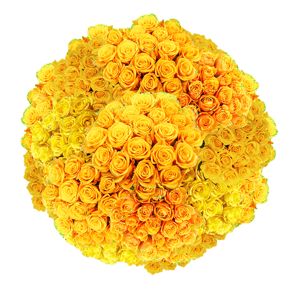 Walmart's 100 Long Stem Yellow Rose Bouquet - Fresh Cut, Real Flowers ...