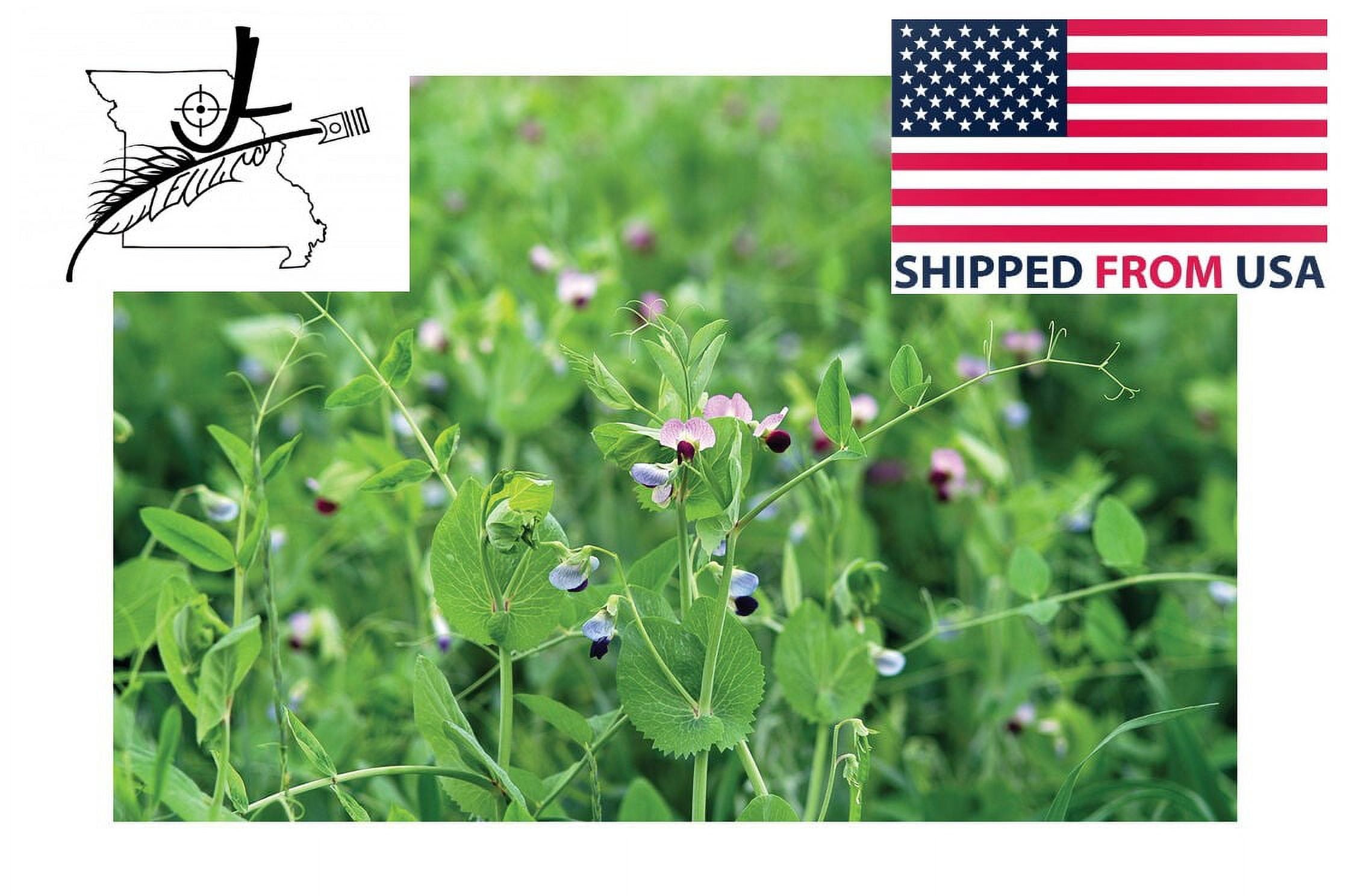 100 Austrian Winter Pea Seeds Peas Open Pollinated Cover Crop Forage ...