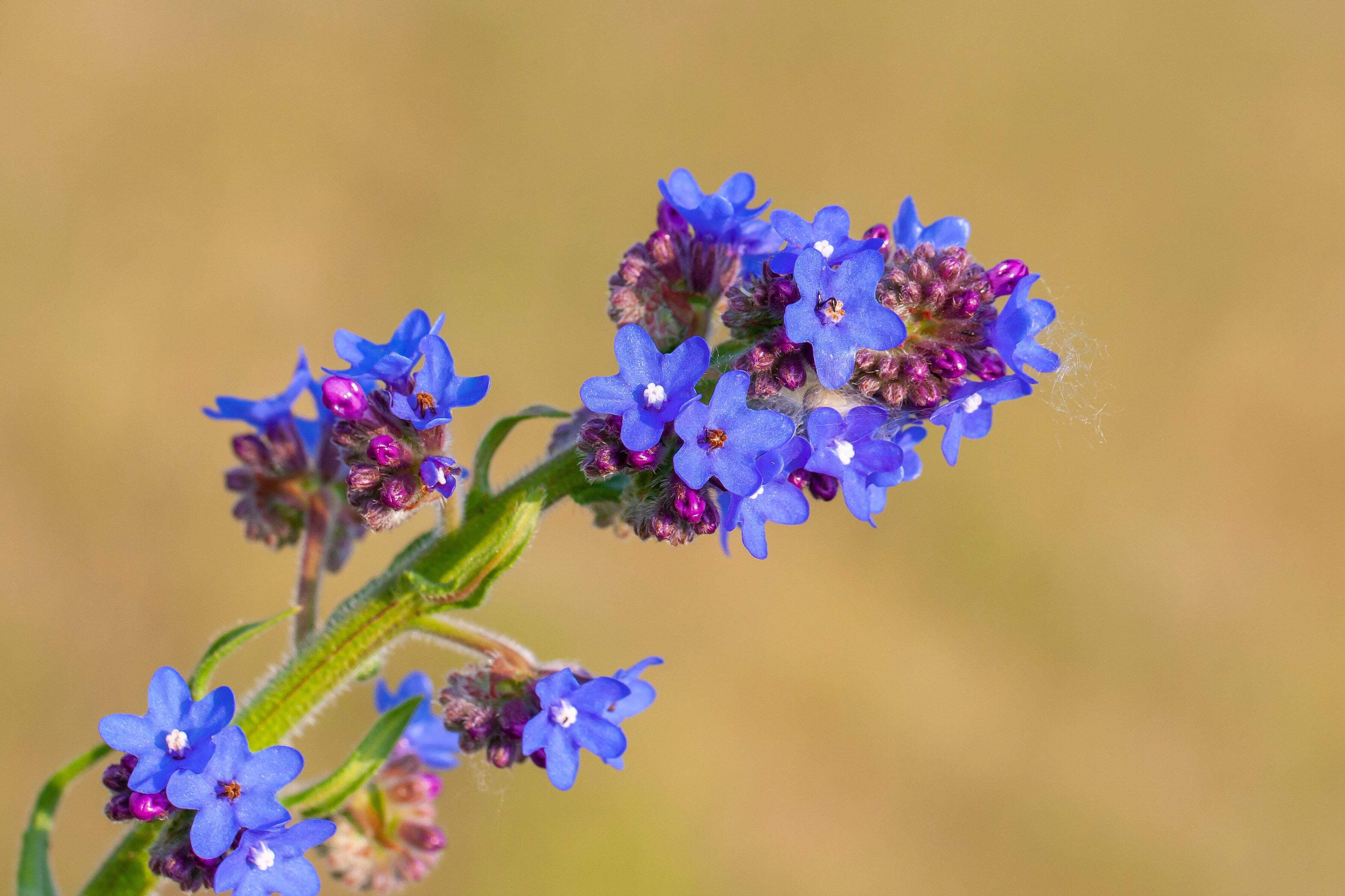 100 BLUE ANGEL ANCHUSA (Summer Forget Me Not) Anchusa Carpensis Flower ...