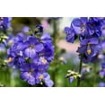100 BLUE PEARL POLEMONIUM ( Jacobs Ladder ) Polemonium Caeruleum Flower ...