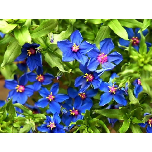 100 BLUE & SCARLET PIMPERNEL Anagallis Monellii Anagallis Arvensis ...
