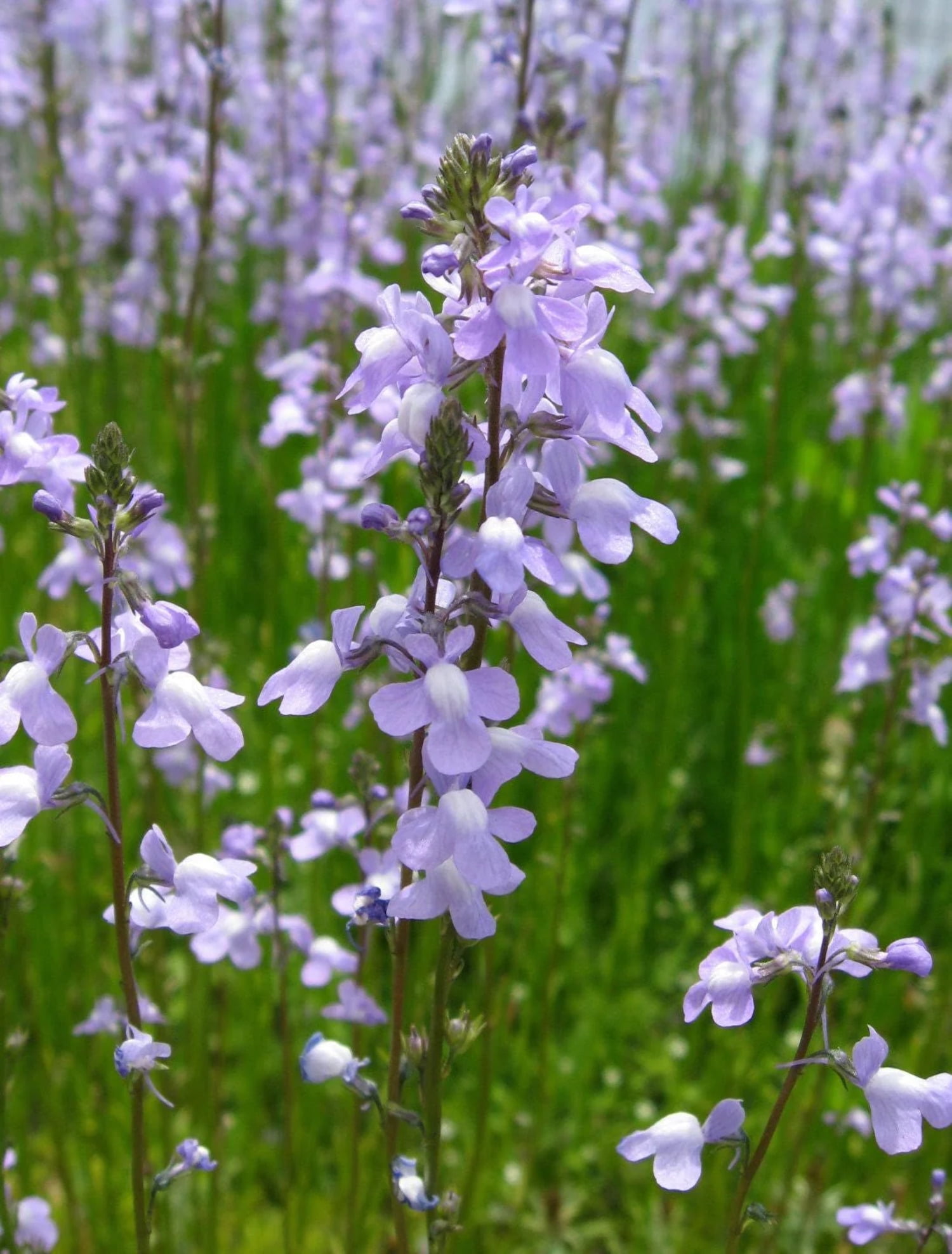 100 BLUE TOADFLAX Linaria Canadensis Antirrhinum Canadian Flower Seeds ...