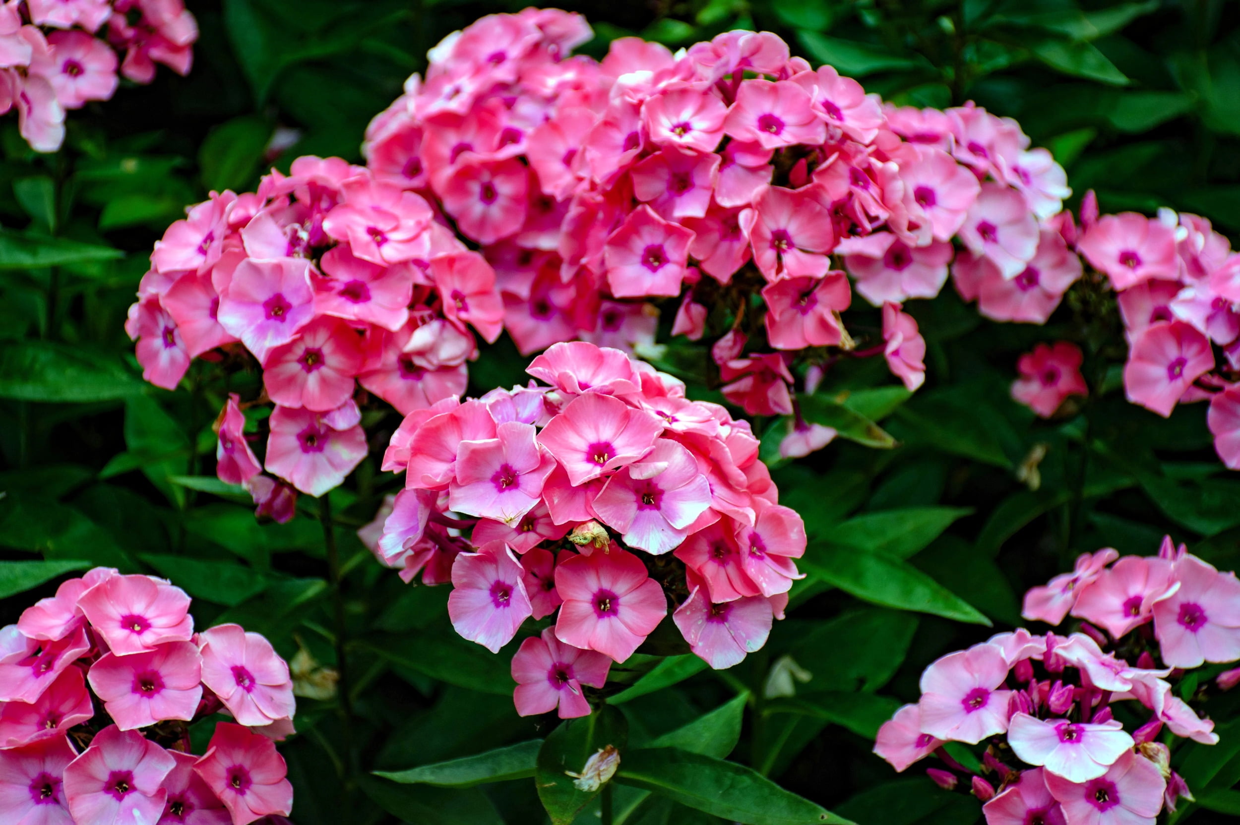 Seedville 100 Brilliant Phlox Flower Seeds, Two-Tone Pink Phlox ...