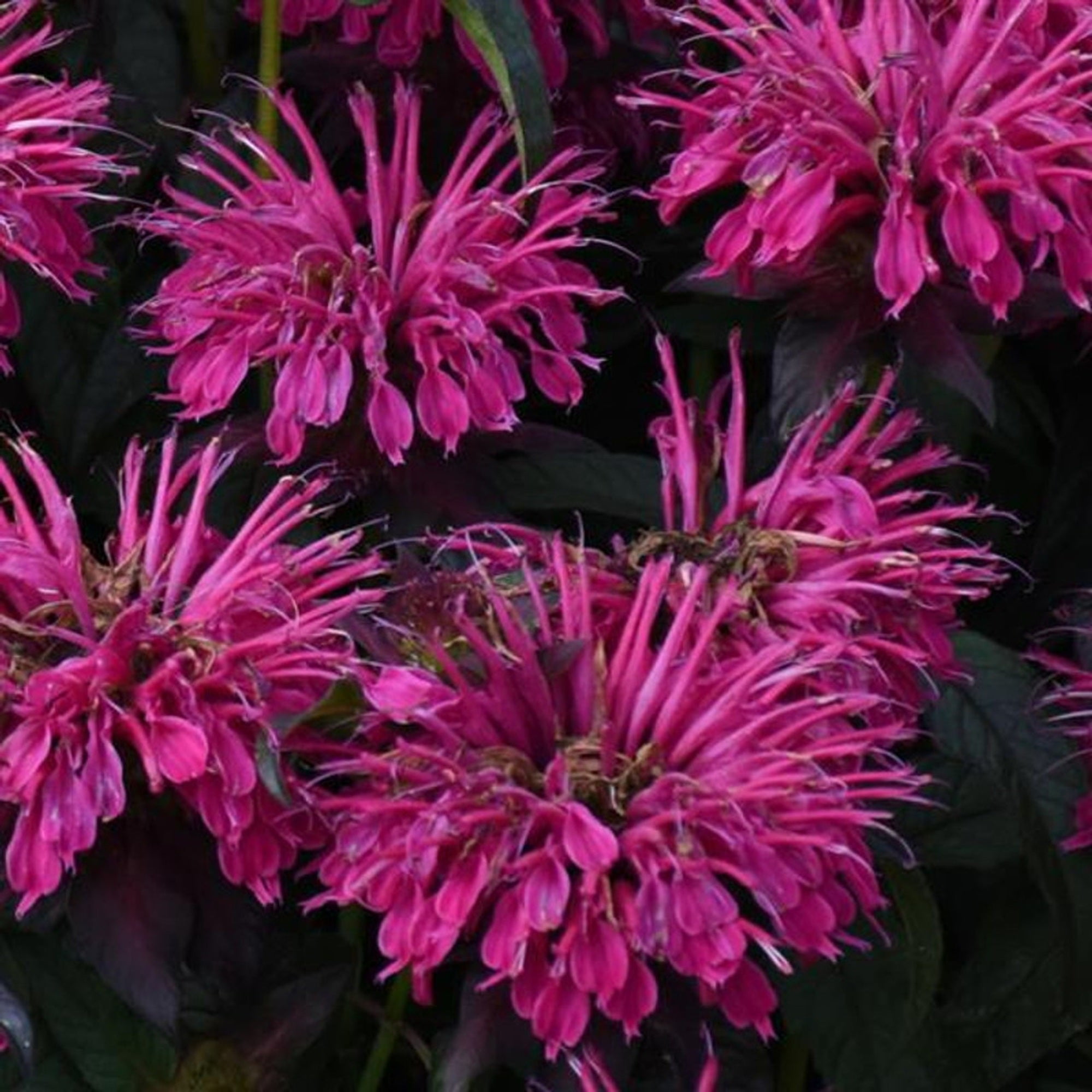 100 Berry Taffy Bee Balm Seeds - Walmart.com