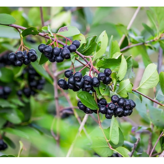 100 Black Chokeberry Seeds for Planting - Aronia melanocarpa - Aronia Berry Tree - Walmart.com