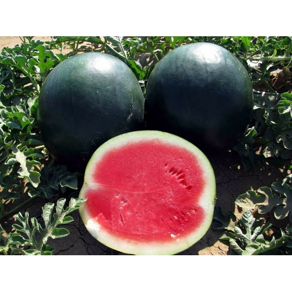 Black Diamond Watermelon Plant