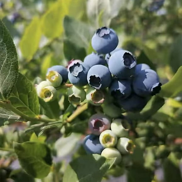 Blueberry Seeds in Seed Gardening - Walmart.com
