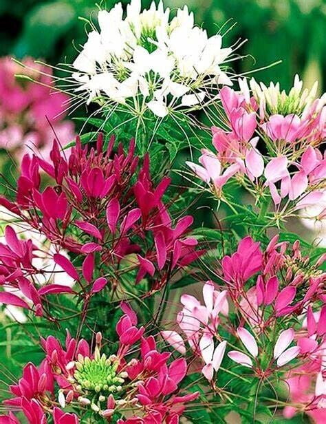 100 Bright Pink White Mix Spider Seeds Clome Spinosa Perennial 1167 US ...