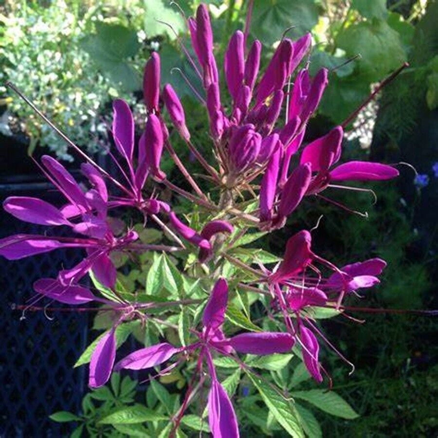 100 Bright Purple Spider Seeds Clome Spinosa Perennial 1168 US Seller ...