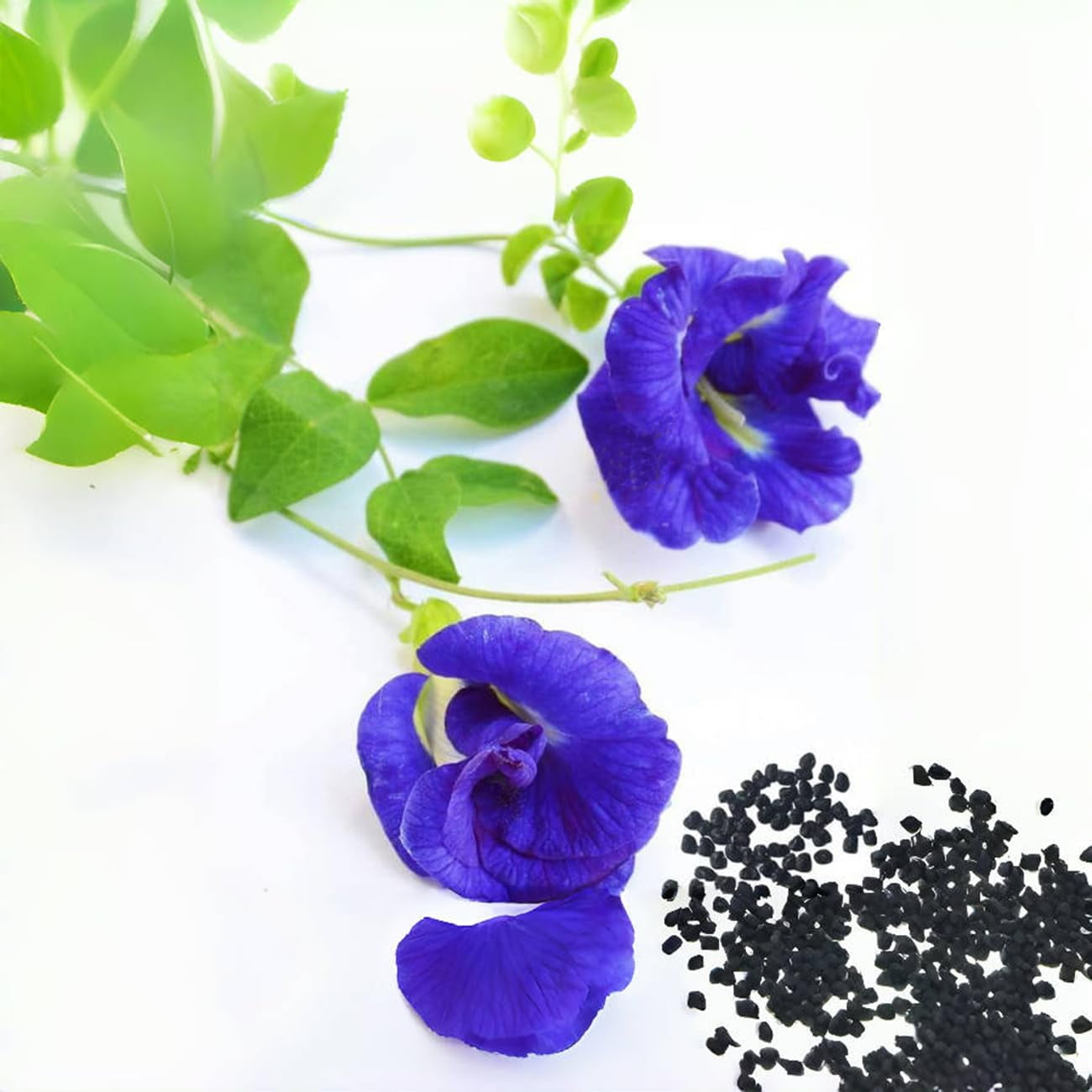 100+ Butterfly Pea Flower Seeds HOA MVR1 Dau Biec Organic Clitoria ...