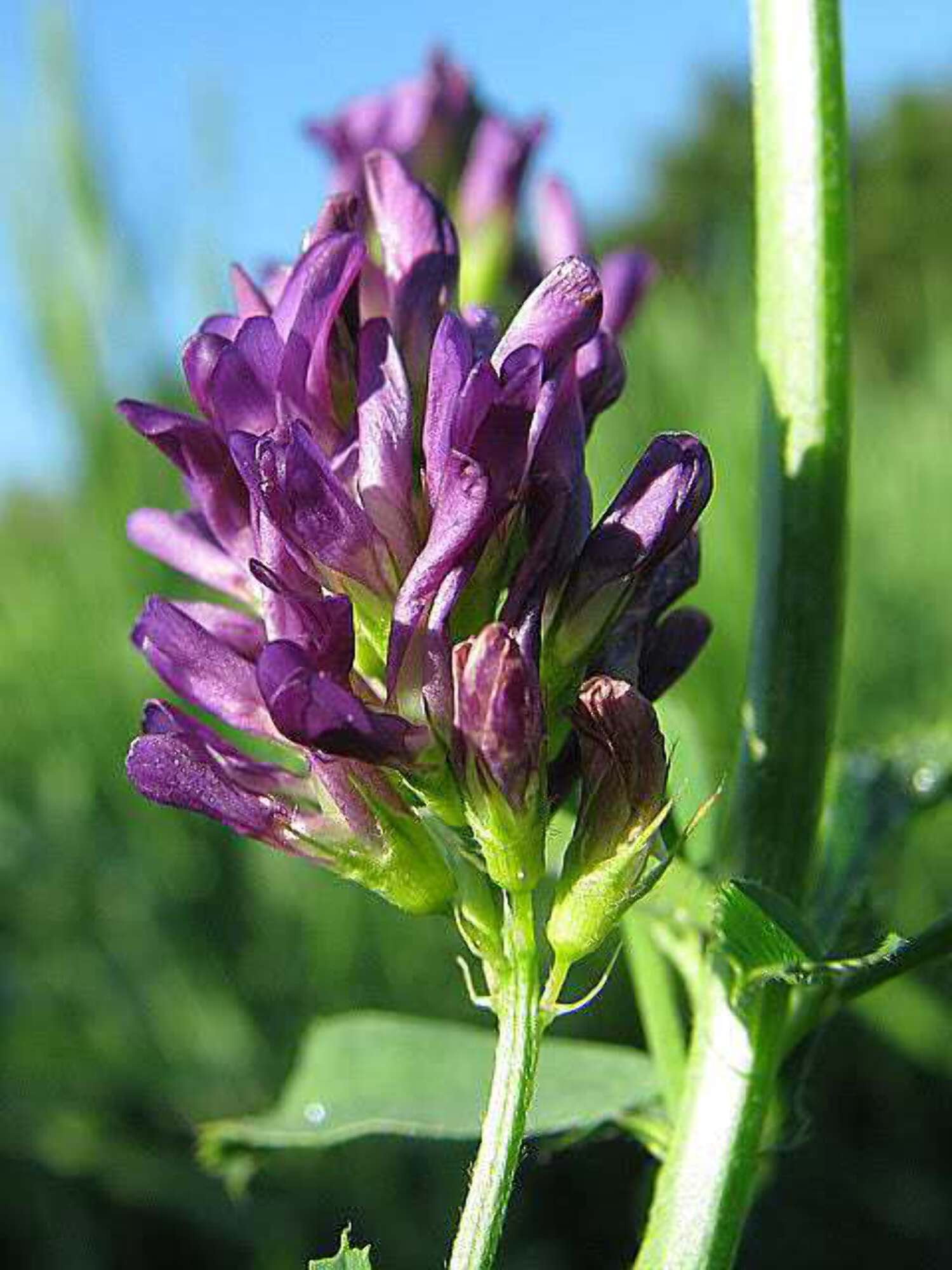 100 CIMARRON ALFALFA Medicago Sativa Ground Cover Forage Purple Flower ...