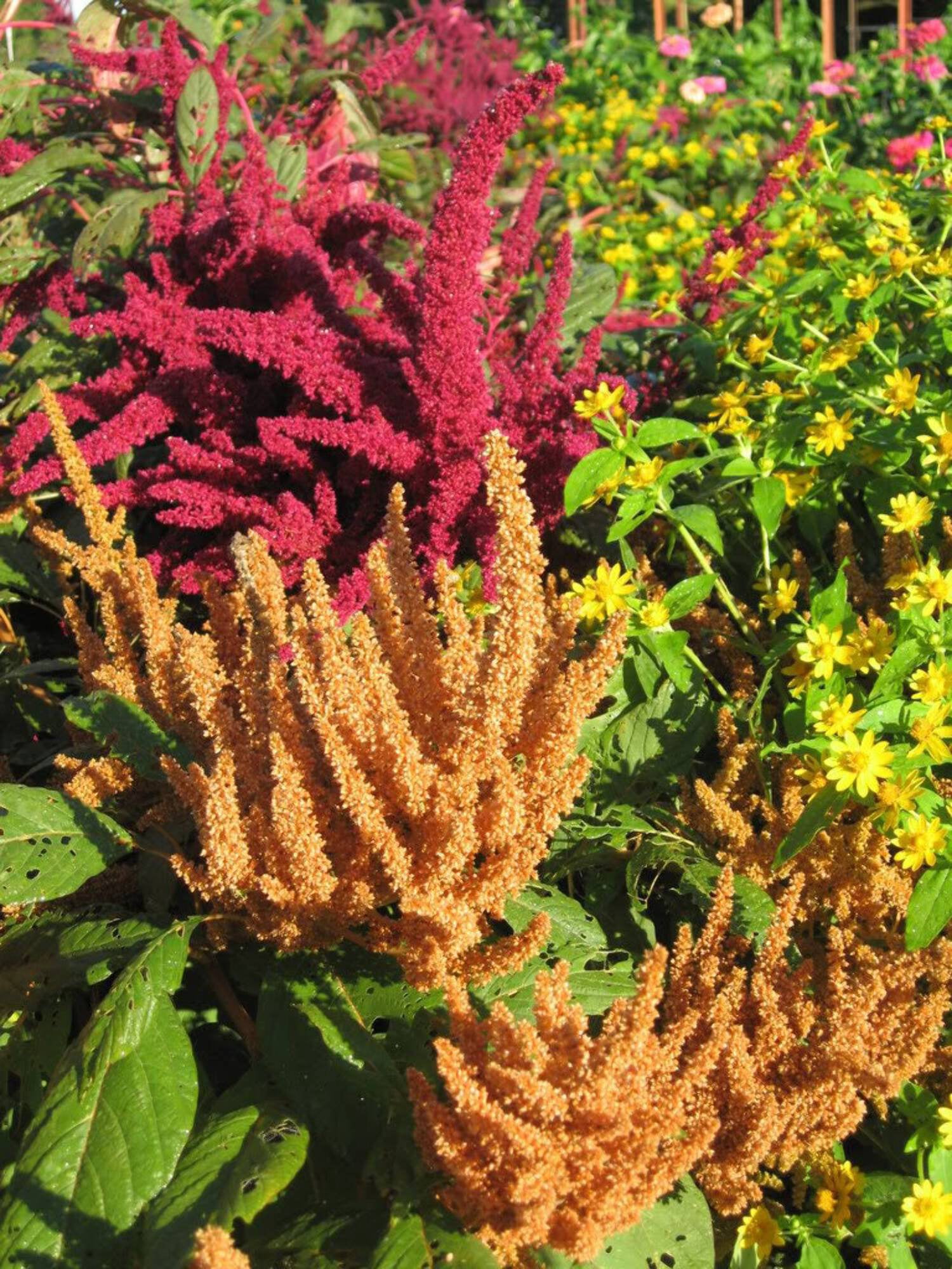 100 COPPERHEAD AMARANTHUS Hot Biscuits Amaranthus Cruentus Flower Seeds ...
