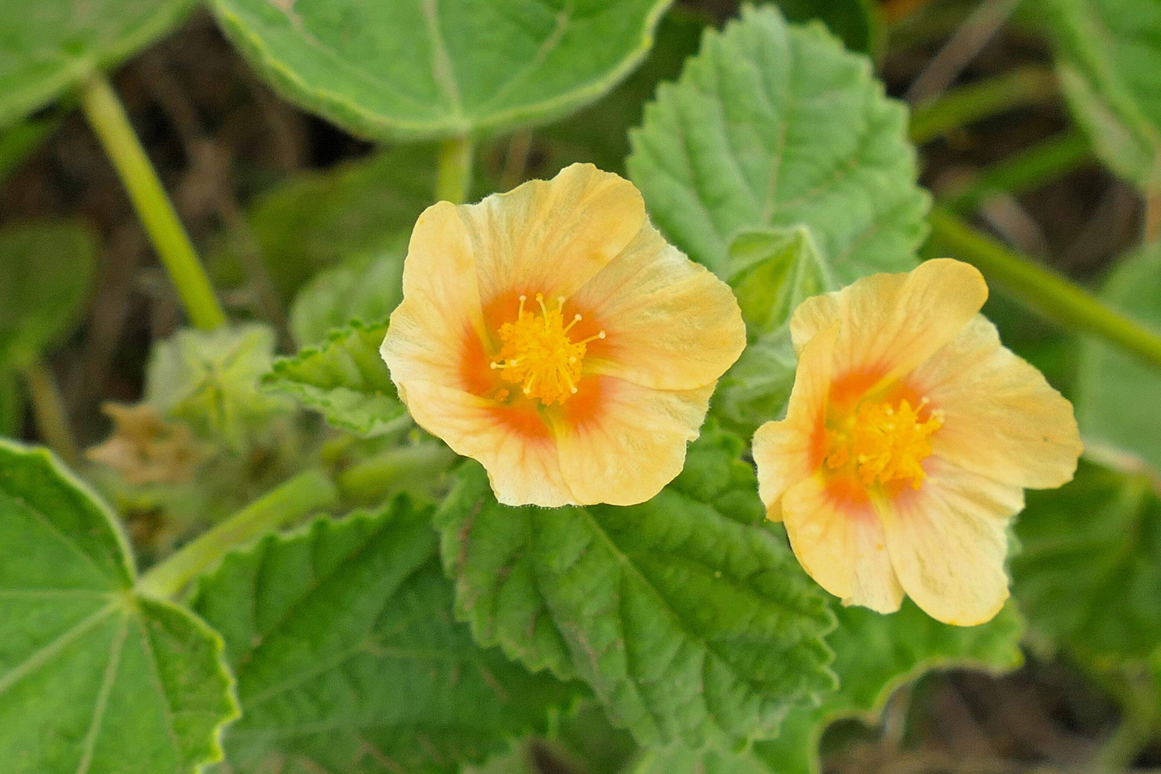 100 COUNTRY MALLOW (Bala / Flannel Weed) Sida Cordifolia Flower Seeds ...