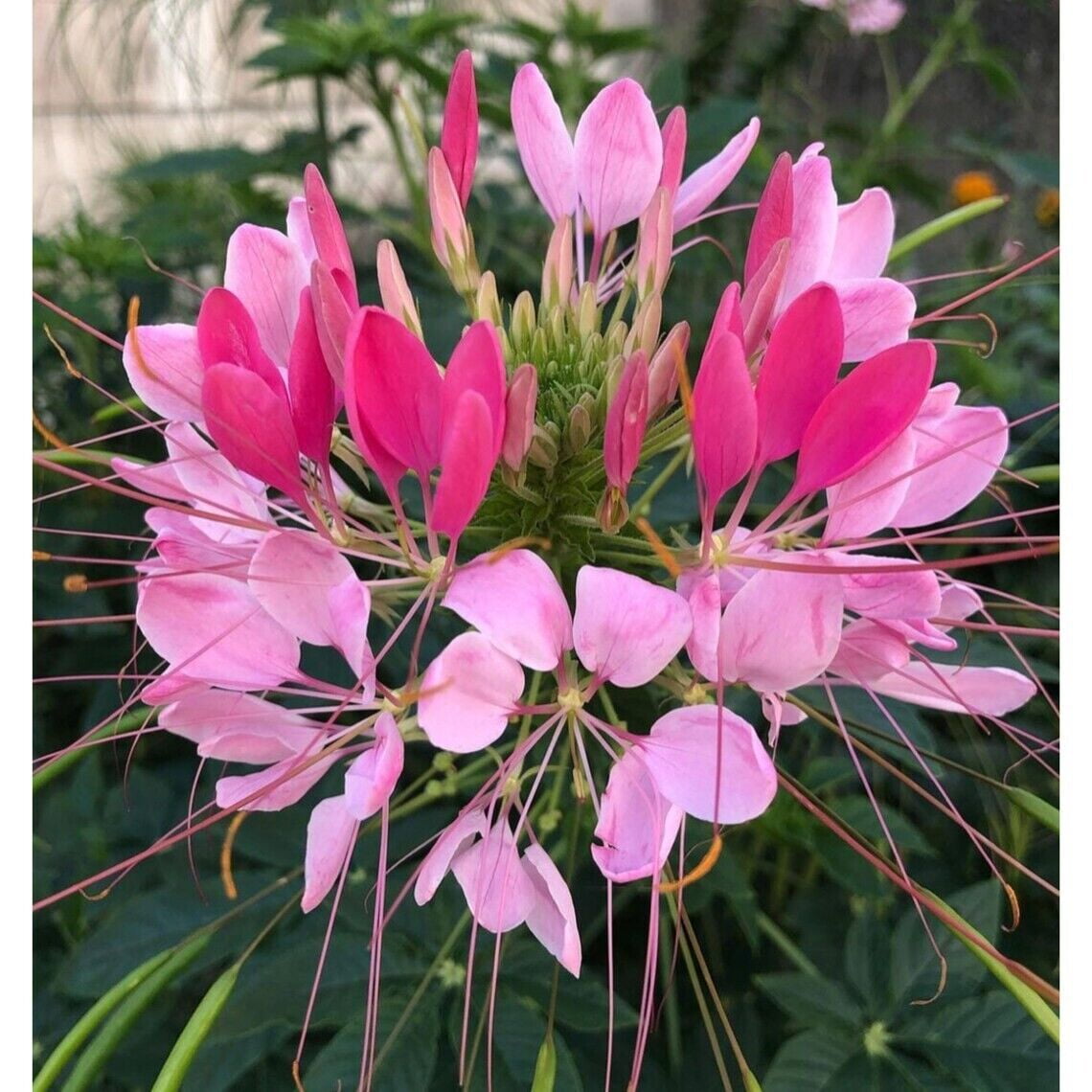 100 Candu Pink Spider Seeds Clome Spinosa Perennial 1169 US Seller Butterfly Bee - Walmart.com