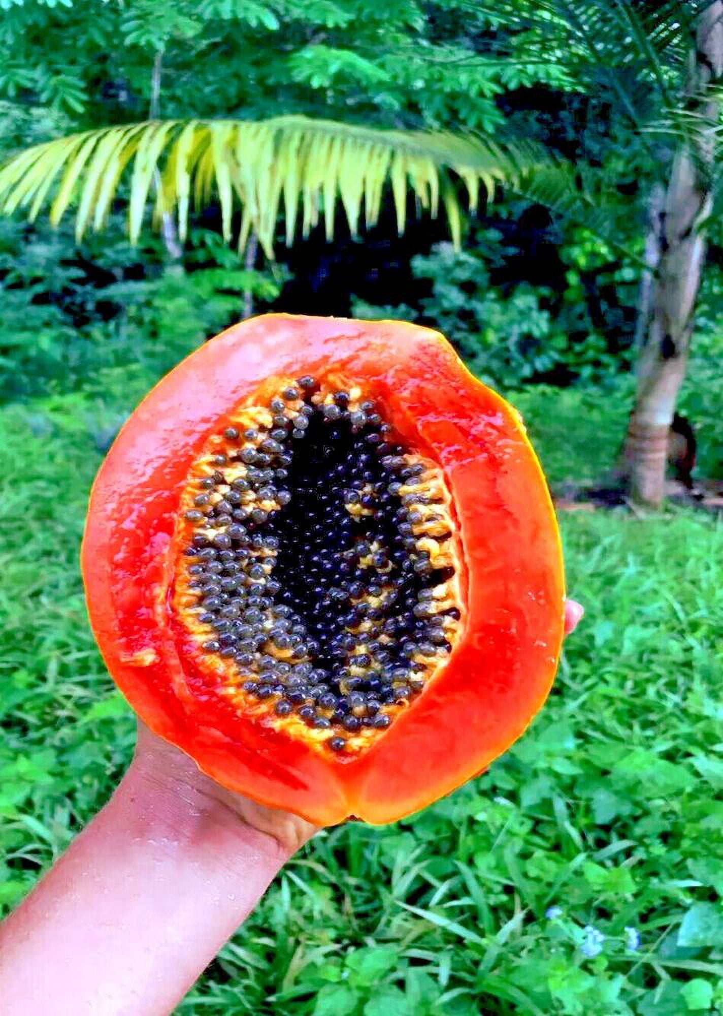 100 Caribbean RED LADY Carica Papaya Fruit Tree Seeds LARGE MELONS ...