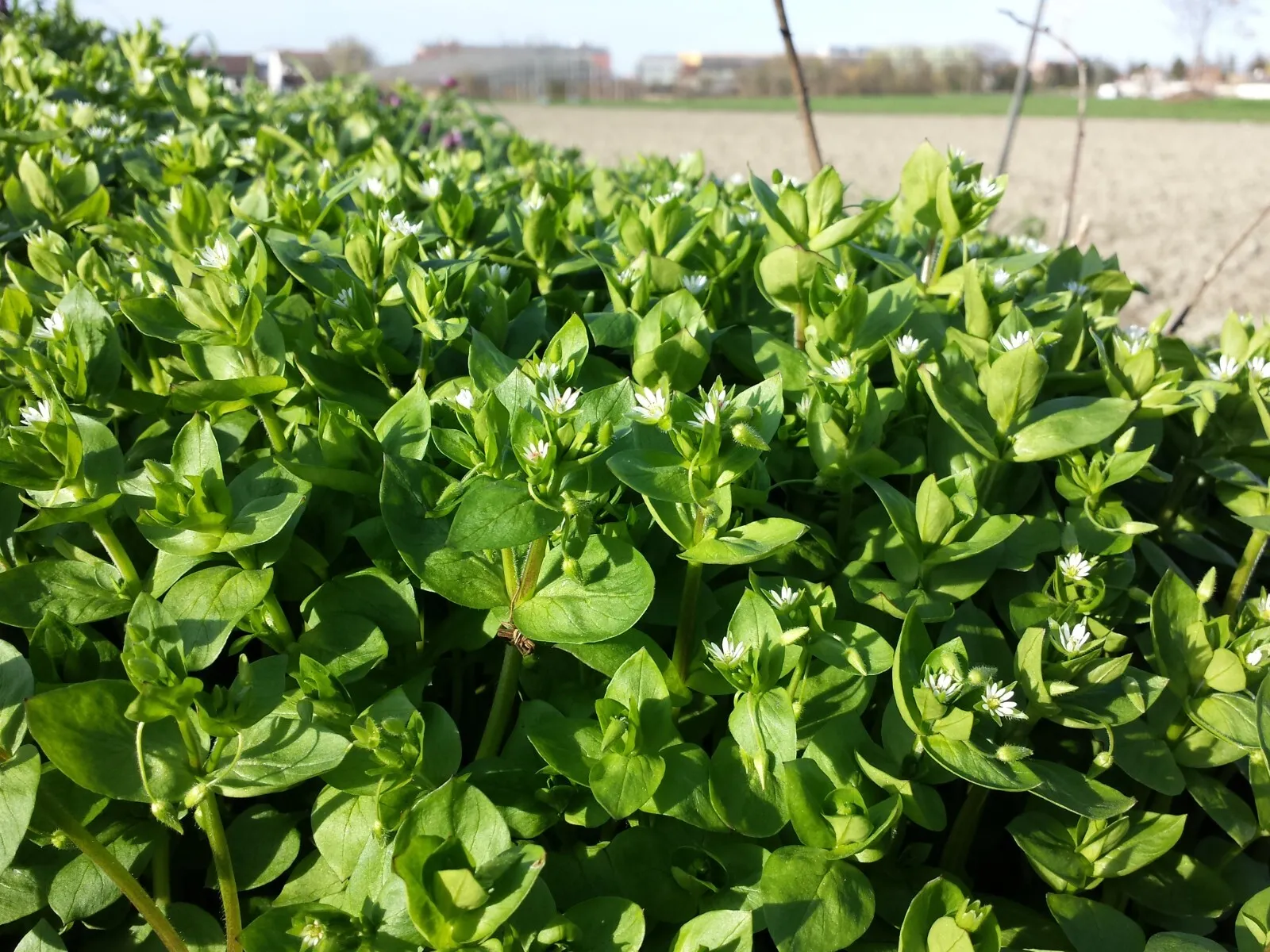 100 Chickweed Seeds - Stellaria media - Non-GMO Medicinal and Edible ...